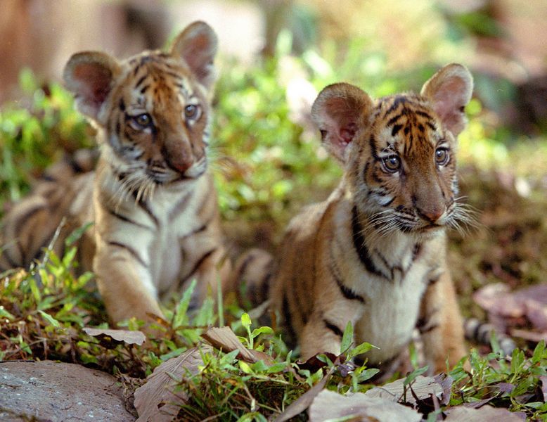 ‘Two Brothers’ awash in schmaltz movie review (2004) | Roger Ebert