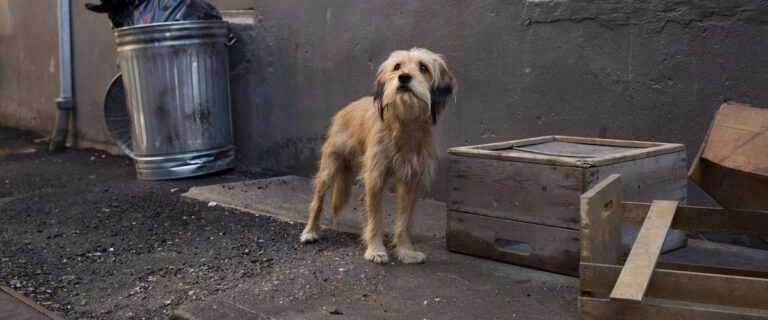 Benji movie review & film summary (2018) | Roger Ebert