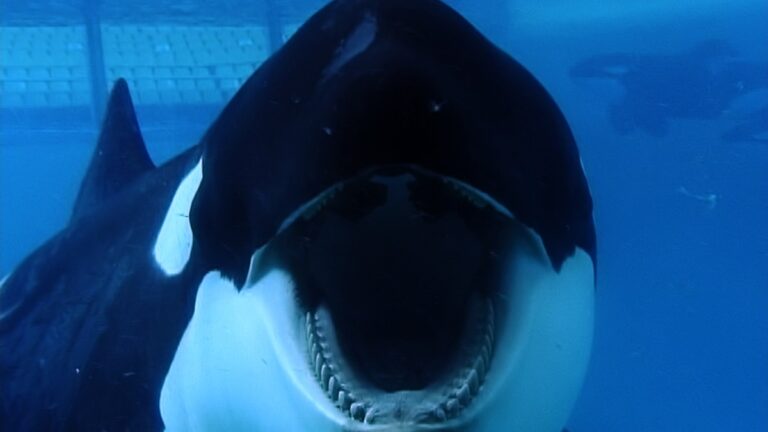 Blackfish movie review & film summary (2013) | Roger Ebert