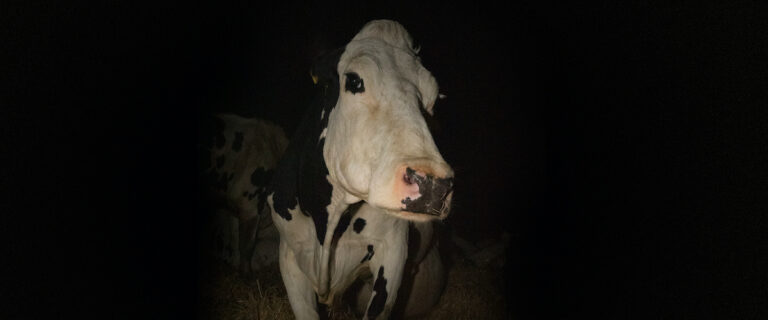 Cow movie review & film summary