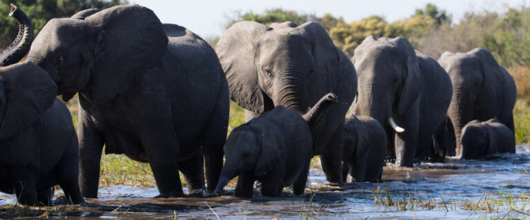 Elephant movie review & film summary (2020) | Roger Ebert