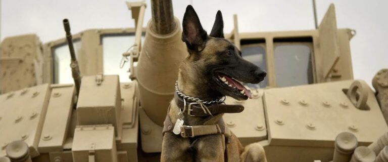 Max movie review & film summary (2015) | Roger Ebert