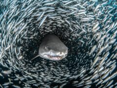 NBC's "The Americas" is a Gorgeous but Shallow Look at the Natural ...