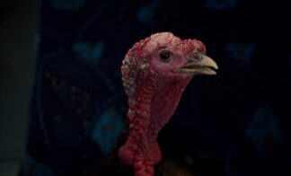 In the Name of Friendship: Matthew Rankin on "Universal Language" | Interviews | Roger Ebert