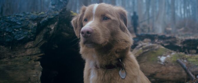 Good Boy movie review & film summary