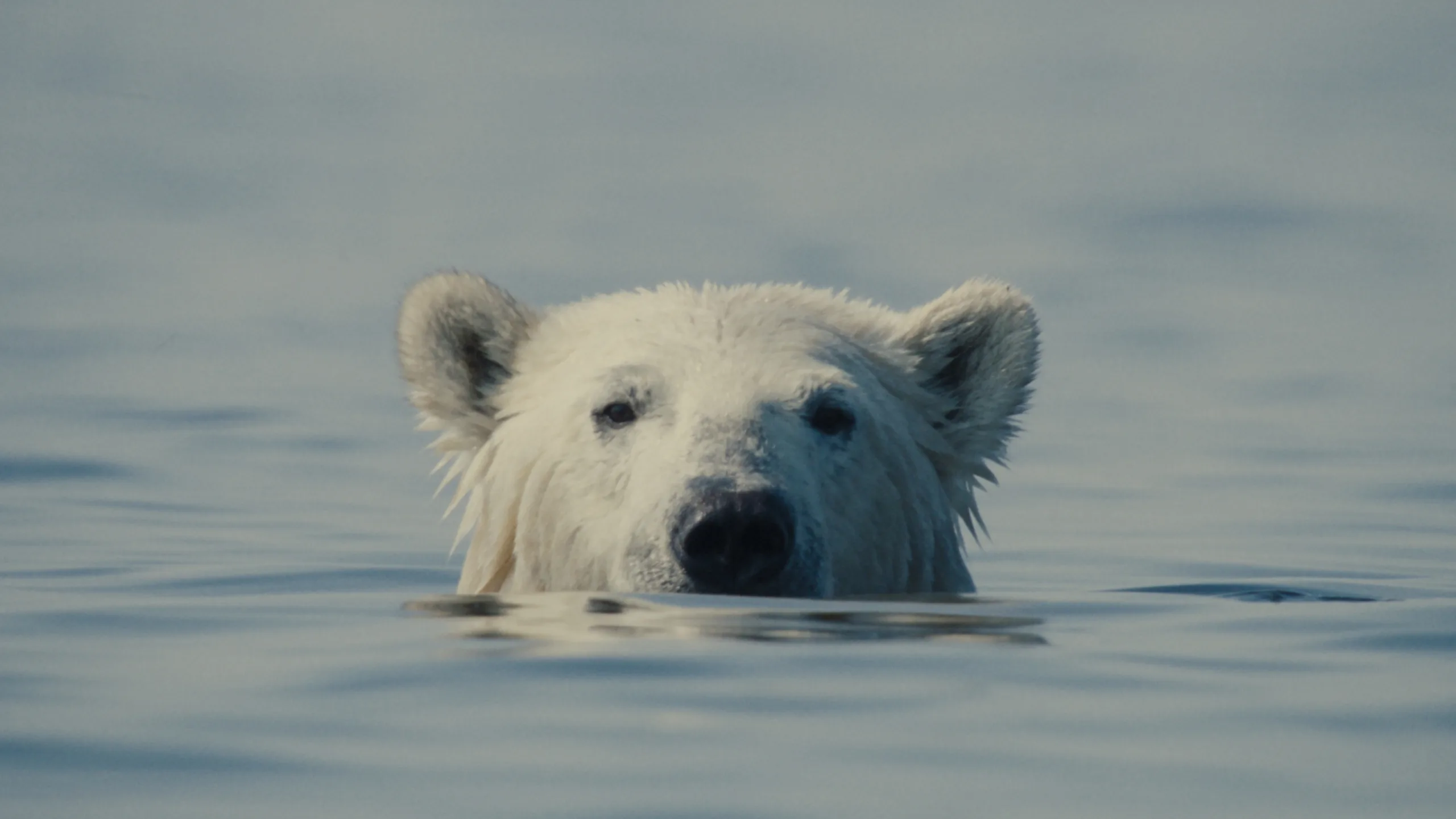 Sundance 2026: The Lake, Nuisance Bear, Seized, Public Access